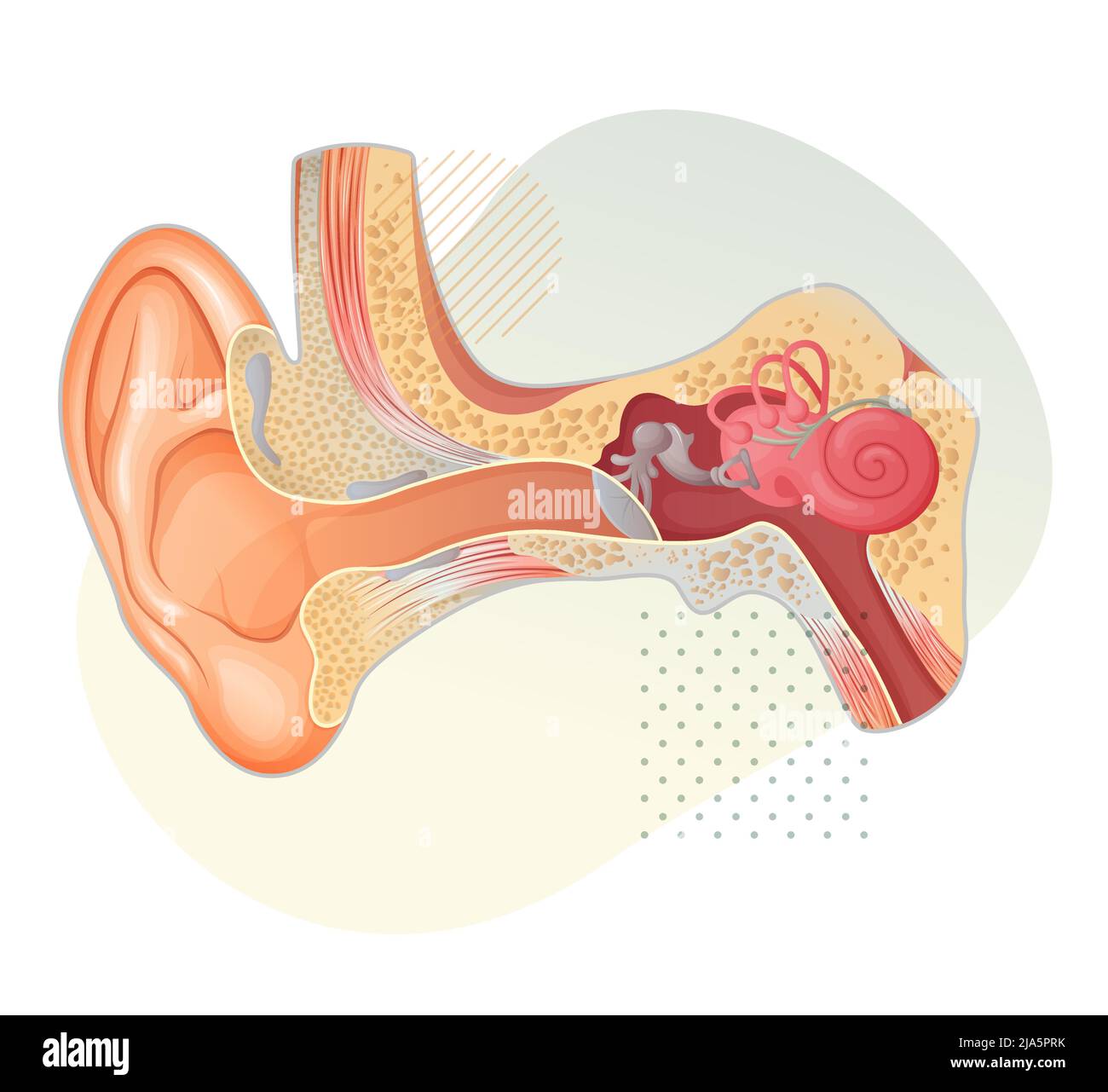 Body of incus Cut Out Stock Images & Pictures - Alamy