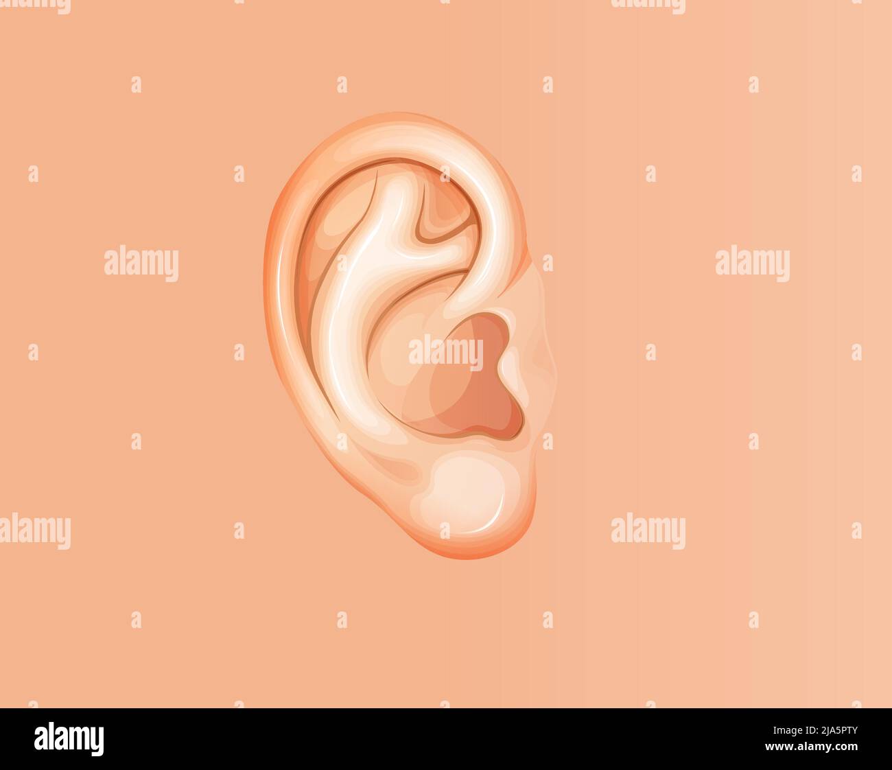 Human Ear - Stock Illustration as EPS 10 File Stock Vector Image & Art ...