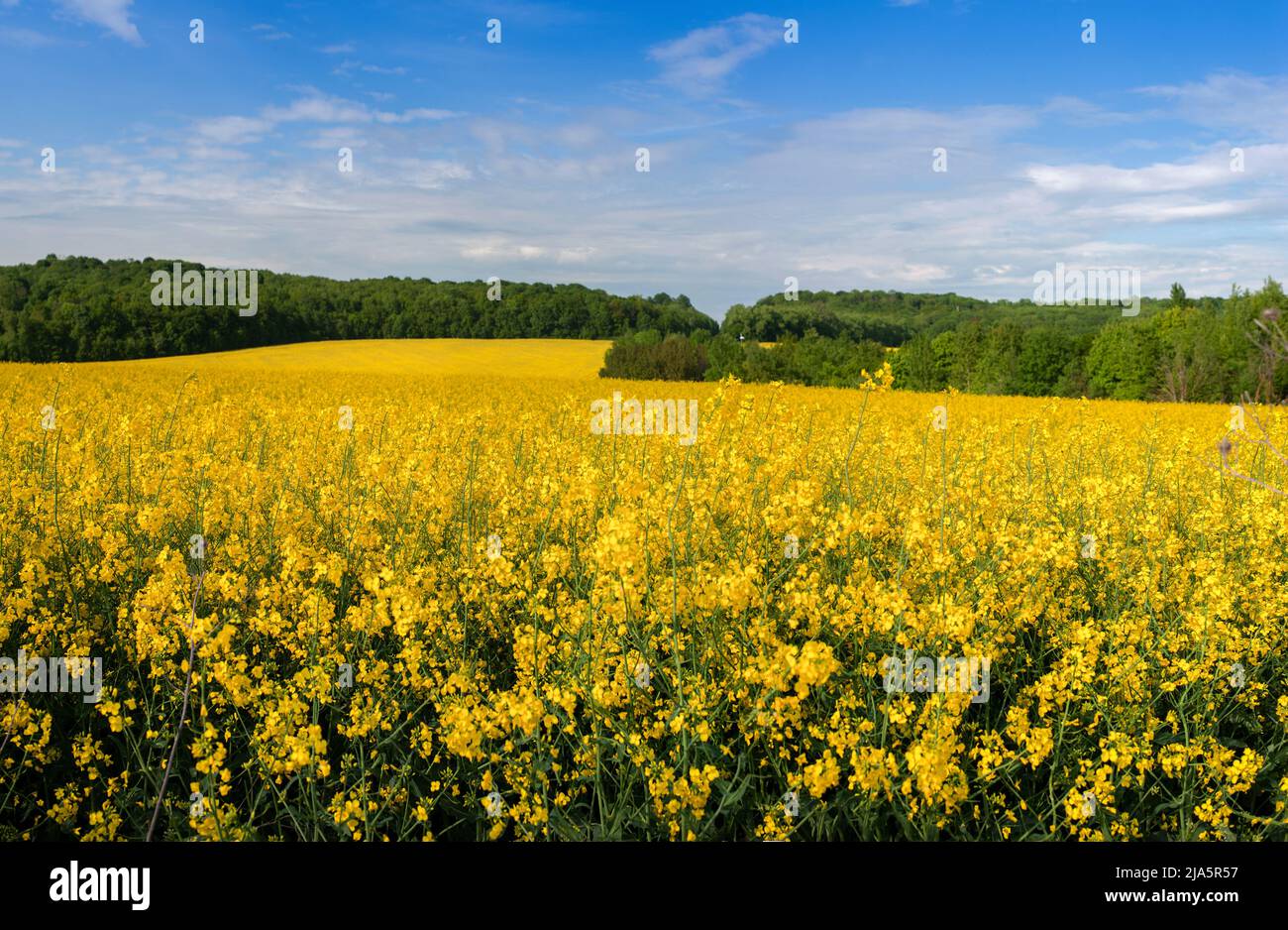 Rapeseed field at blossom with forest hi-res stock photography and ...