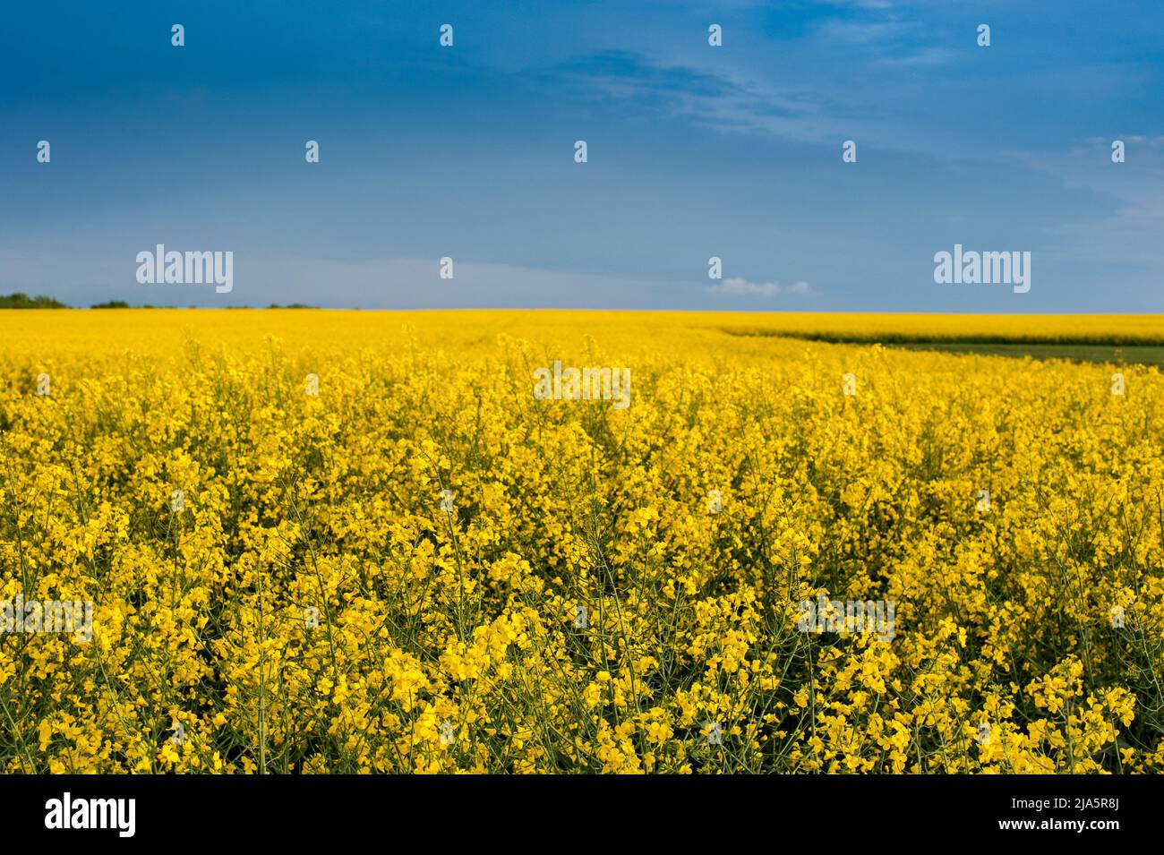 rapeseed with blue sky, canola rapeseed plant close up Stock Photo - Alamy