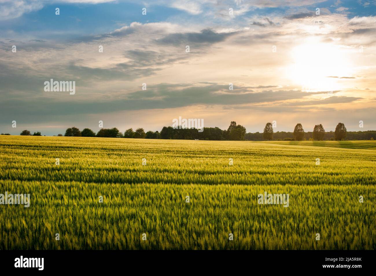 Beautiful landscape at sunset green rye and trees on the horizon Stock ...