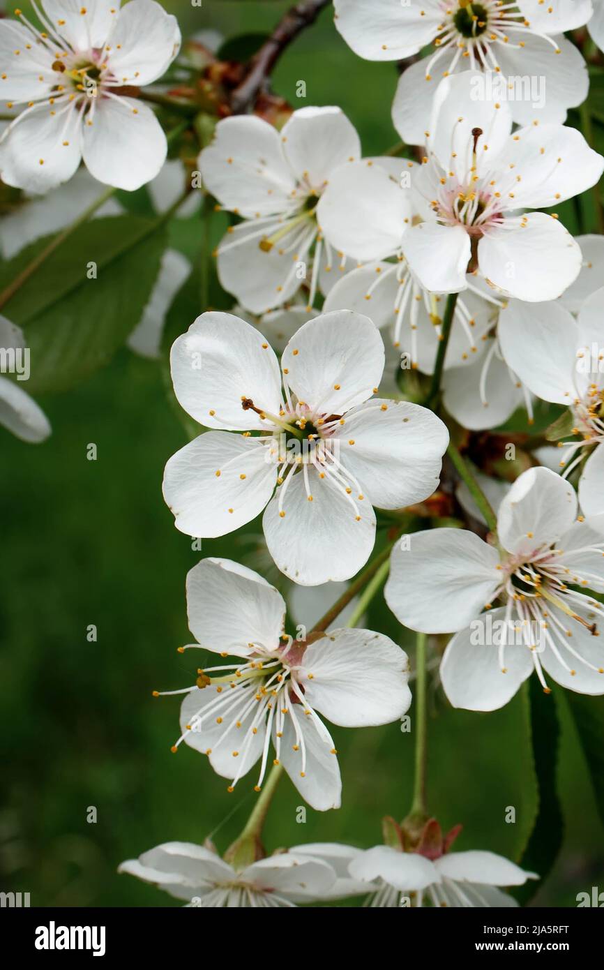 White blossom on the tree blooming in the early spring, backgroung ...