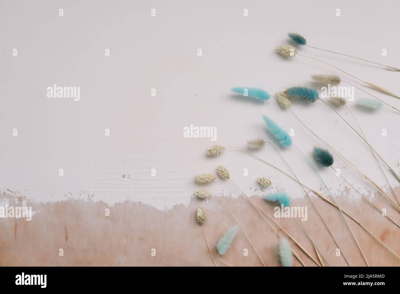 Dry rabbit tail flower on white textured background Stock Photo - Alamy