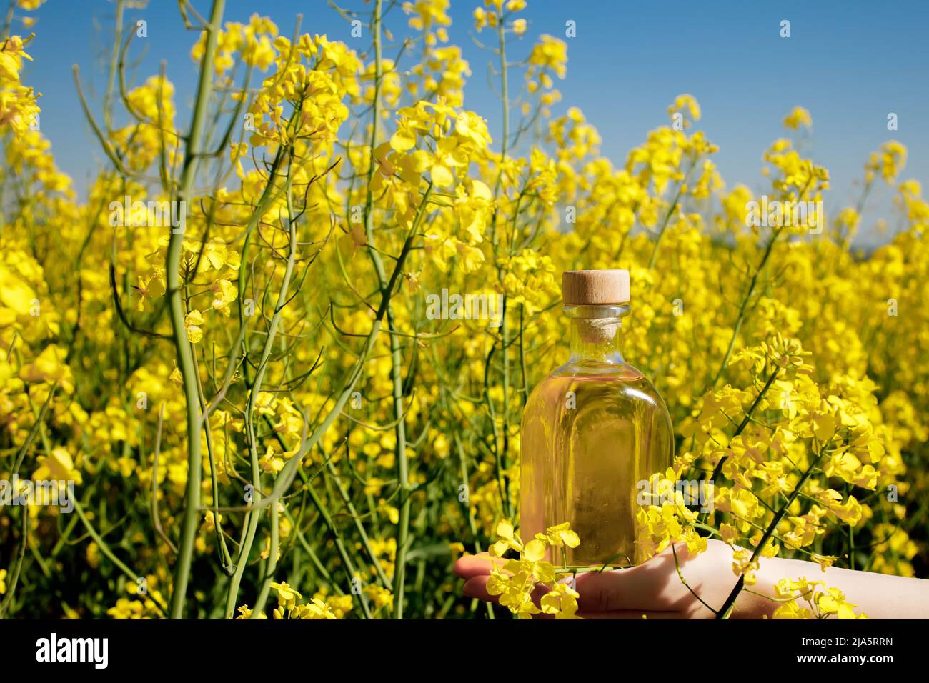 Rapeseed oil in a transparent glass bottle in hand on a background of ...