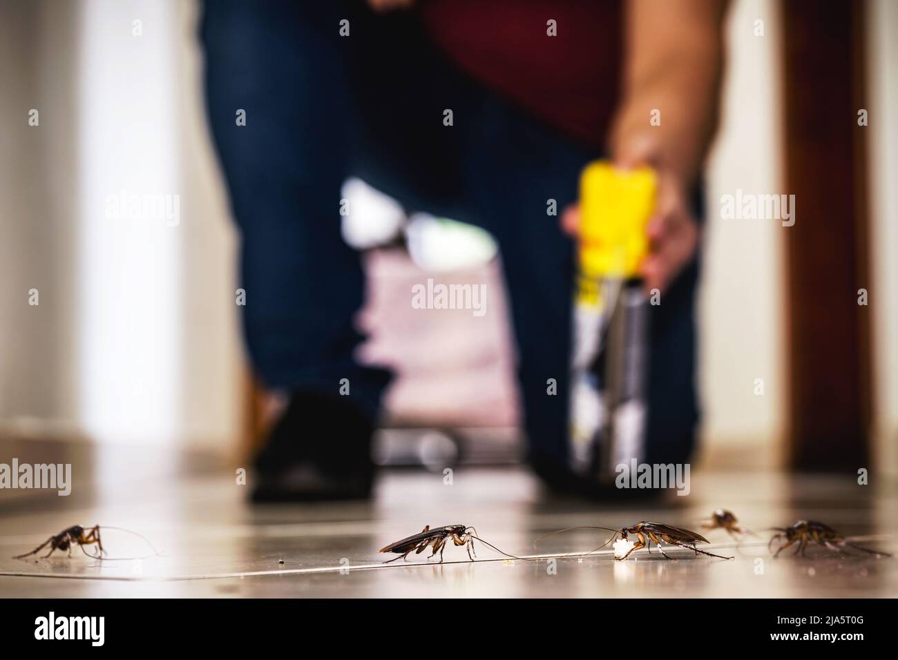 person killing cockroach with poison spray, cockroach on dirty floor ...