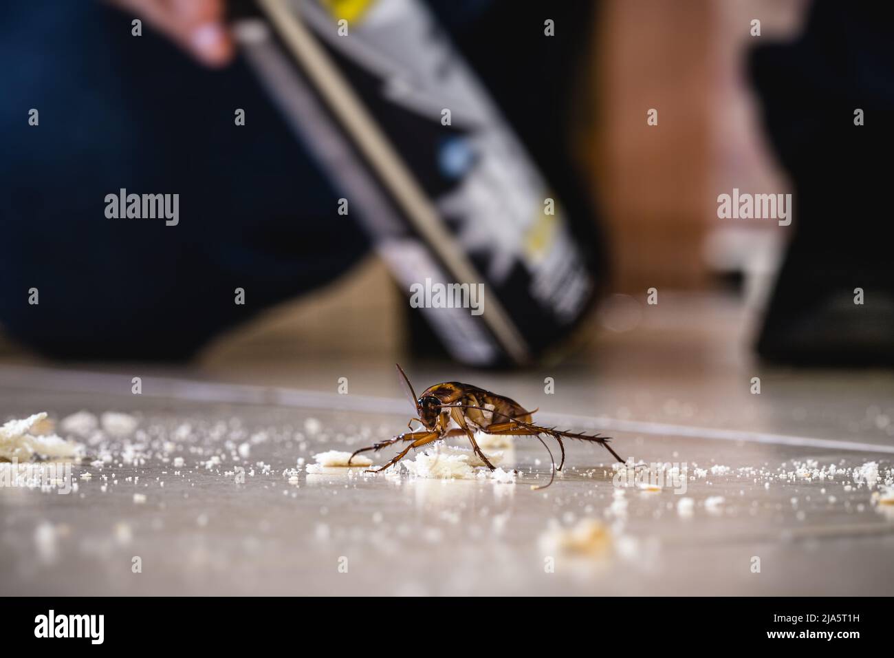 dirty cockroach walking on the floor eating crumbs of garbage ...