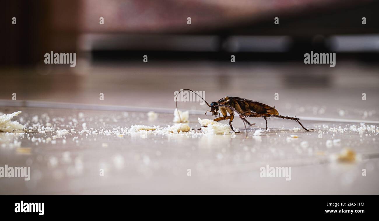 dirty cockroach walking on the floor eating crumbs of garbage ...