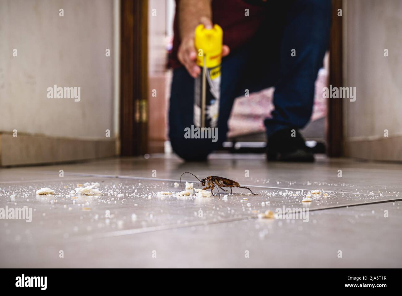 cockroach being killed indoors, aerosol poison spray, insect ...