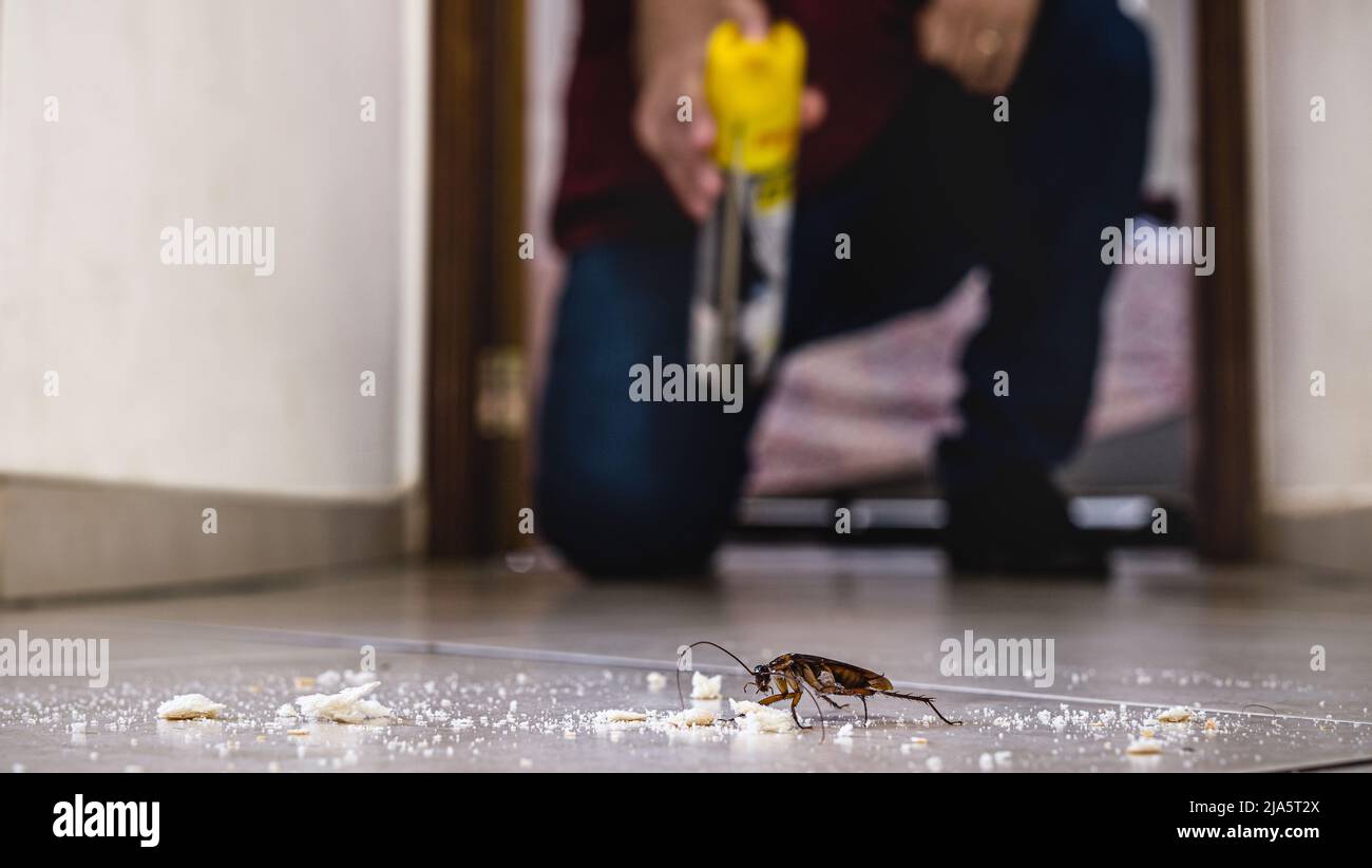 cockroach being killed indoors, aerosol poison spray, insect ...