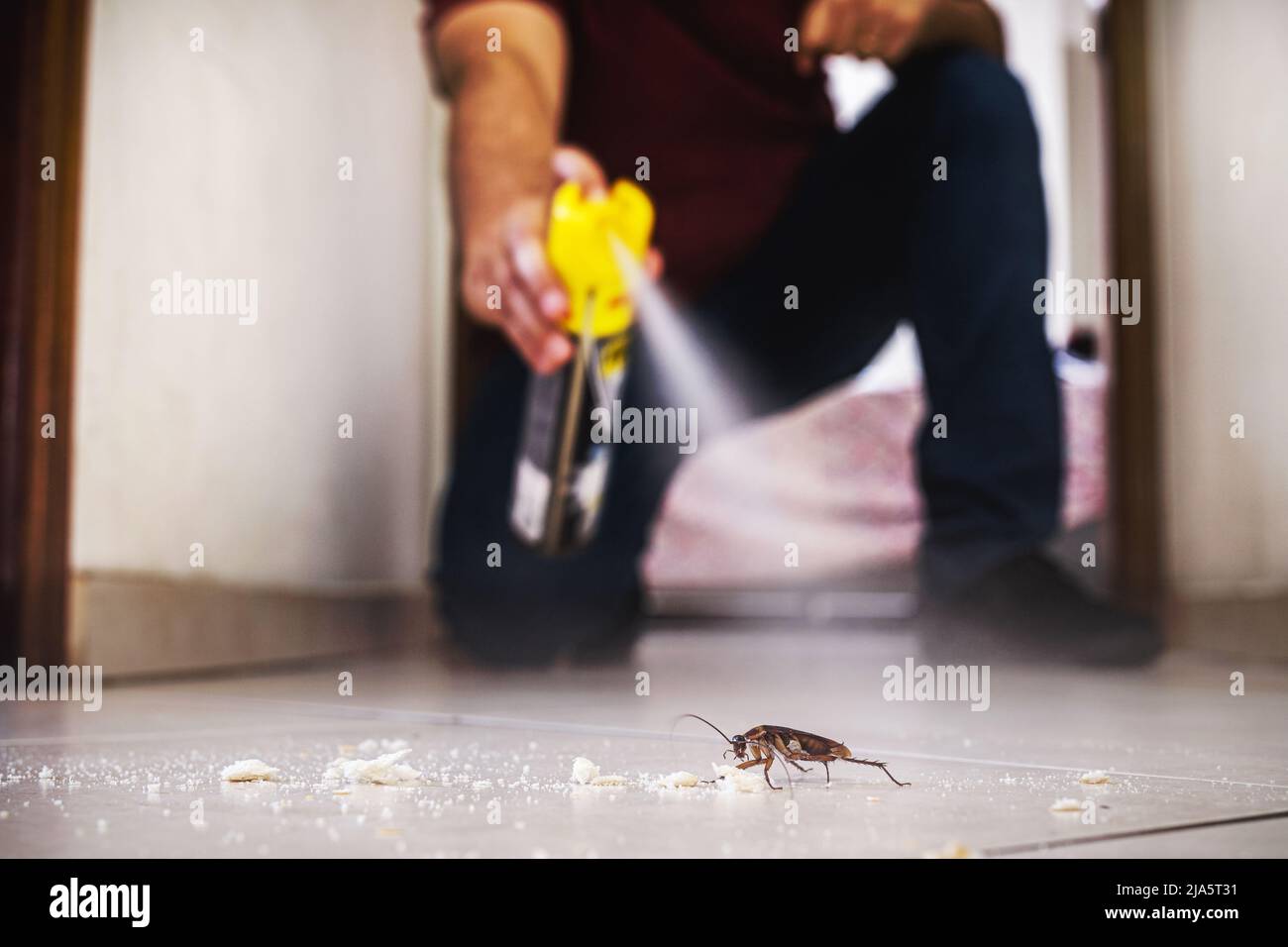 cockroach being killed indoors, aerosol poison spray, insect ...