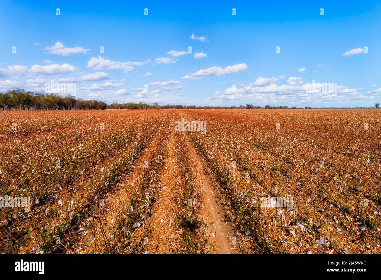 Brown red soil of Australian outback on cultivated field of cotton ...