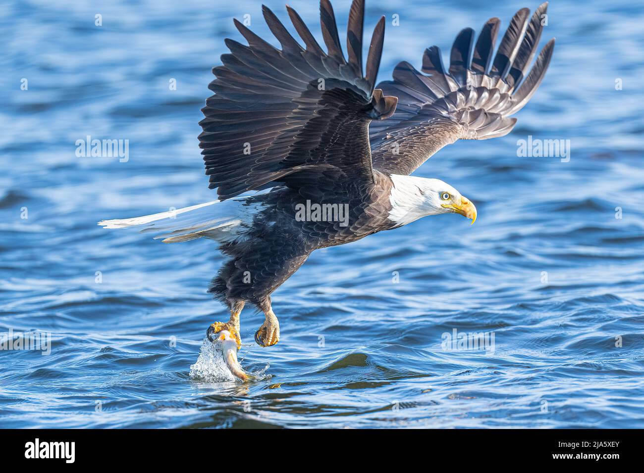 American bald eagle feet hi-res stock photography and images - Alamy