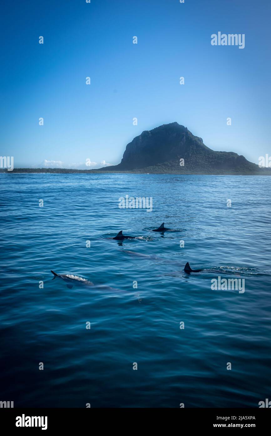 Dolphins swimming in tropical water hi-res stock photography and images ...