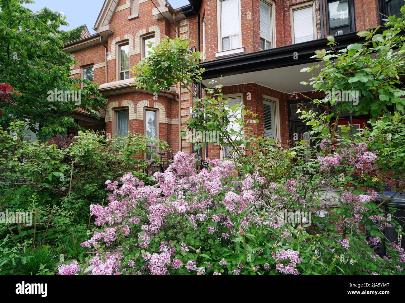 Old brick house with lilac bush in front yard Stock Photo - Alamy