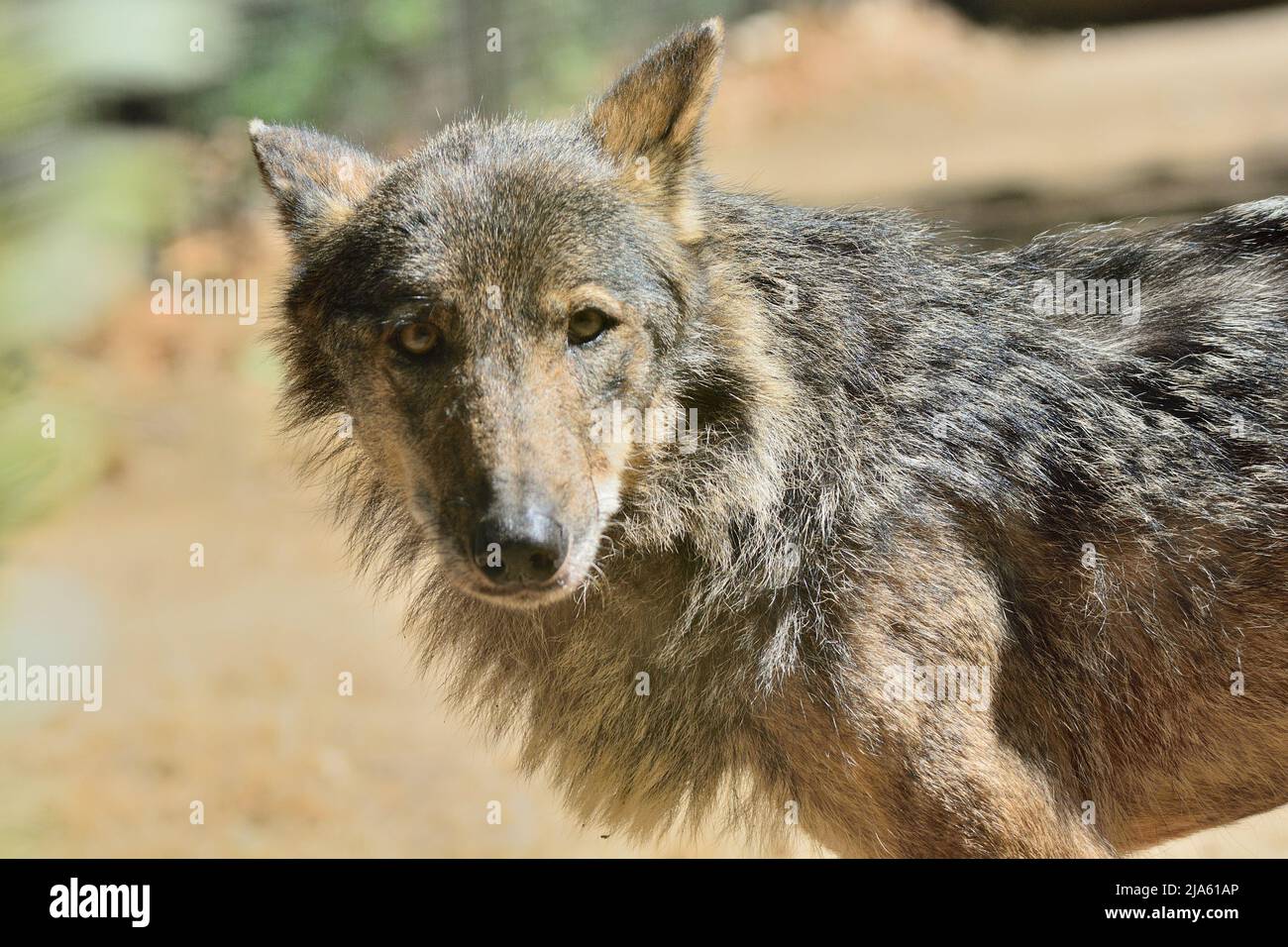 LOBO EN EL ZOO DE BARCELONA Stock Photo - Alamy