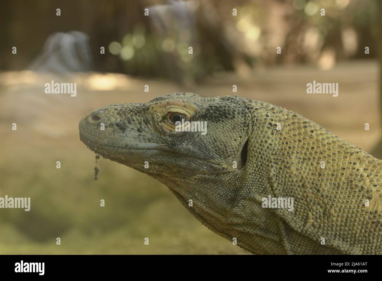 DRAGON DE COMODO Stock Photo - Alamy