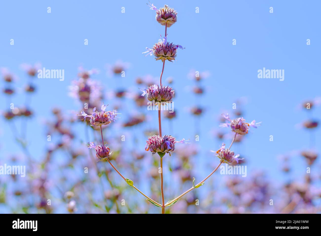 Cleveland Sage, Salvia clevelandii, beautiful, highly aromatic species ...