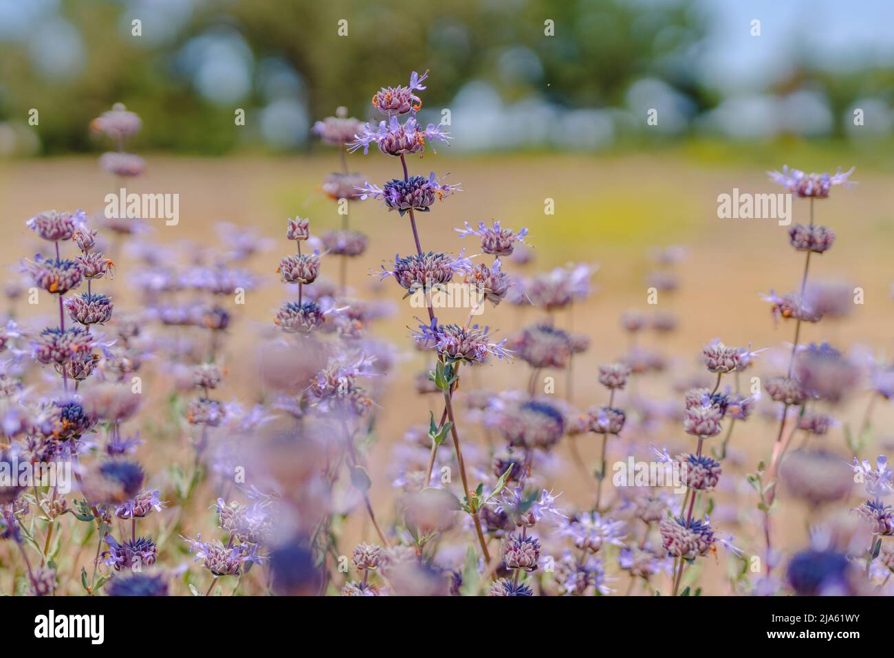 Cleveland Sage, Salvia clevelandii, beautiful, highly aromatic species ...