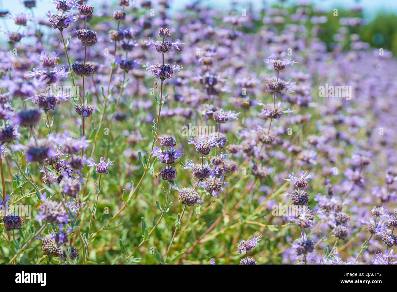 Cleveland Sage, Salvia clevelandii, beautiful, highly aromatic species ...