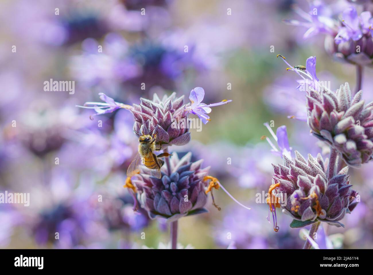 Cleveland Sage, Salvia clevelandii, beautiful, highly aromatic species ...