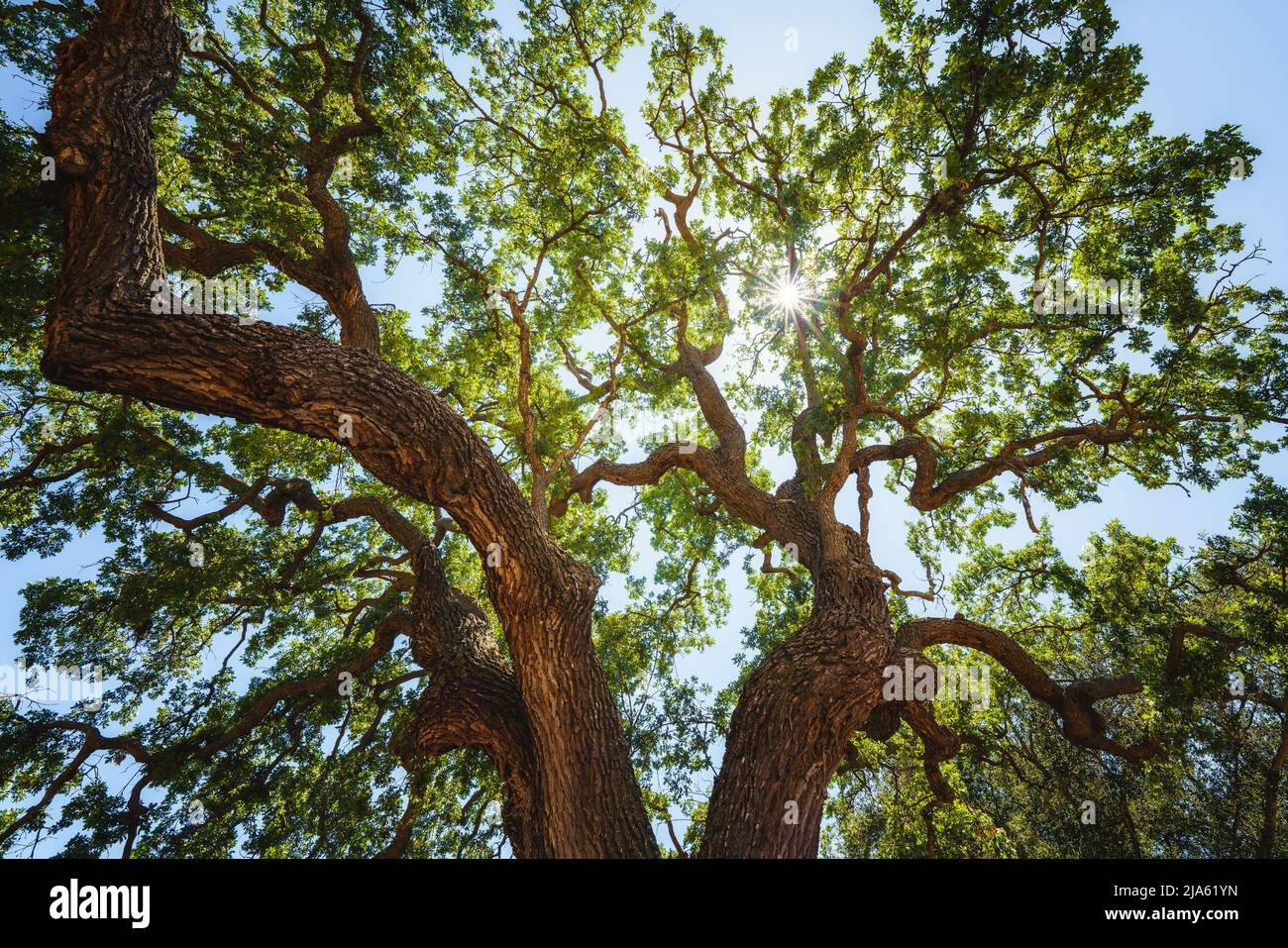 Majestic green oak tree on a meadow, and the sun shining through ...