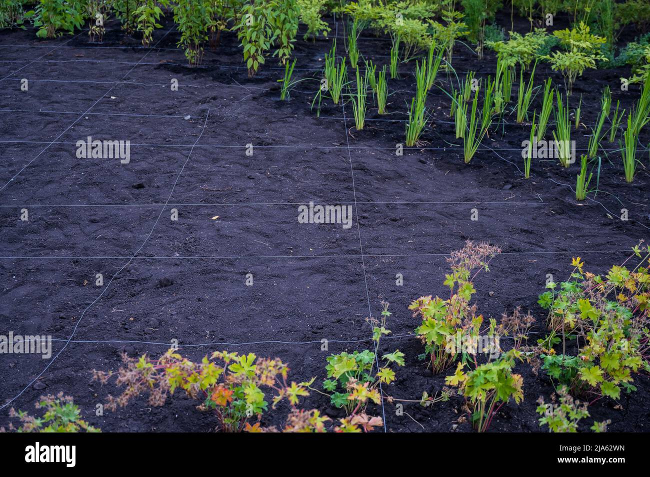 Landscaping. A lined plot of land for planting ornamental plants Stock ...