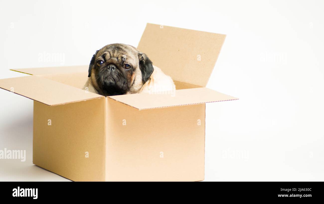 Cute pug in carton box. Dog in cardboard box on white background. The ...