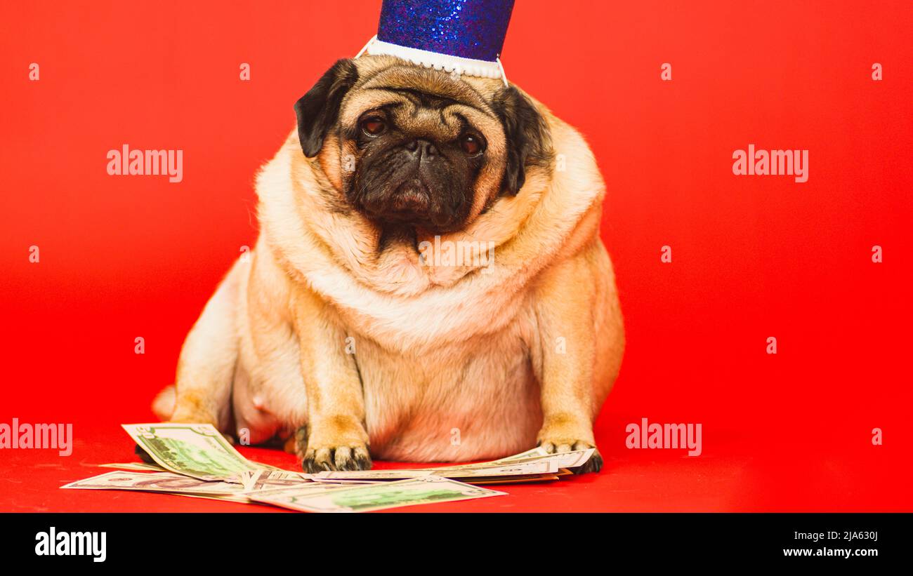 Cute dog with crown on head sitting with dollar bills. Business pug ...