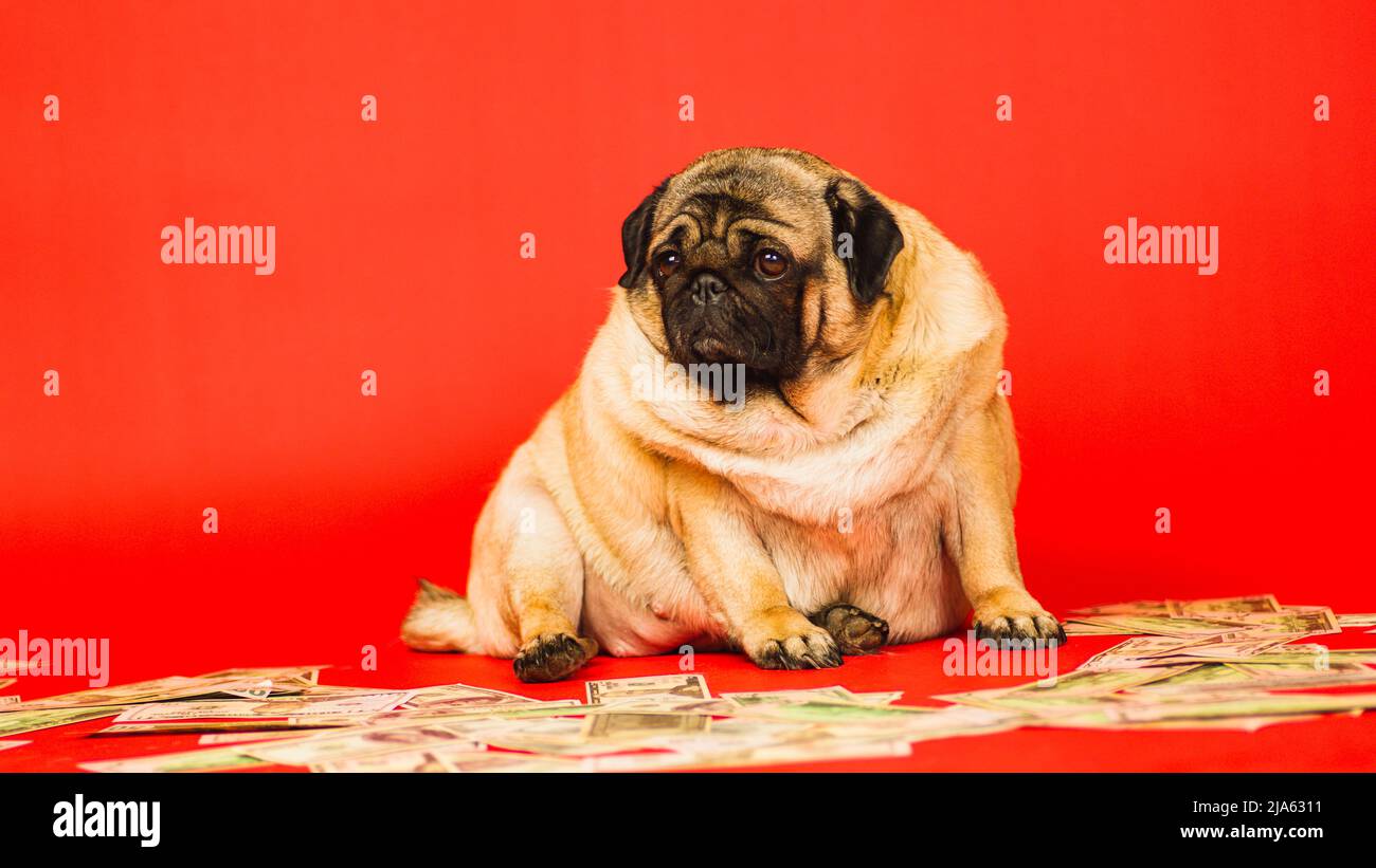 Beige fat pug sitting with dollar bills in studio. Business dog posing ...