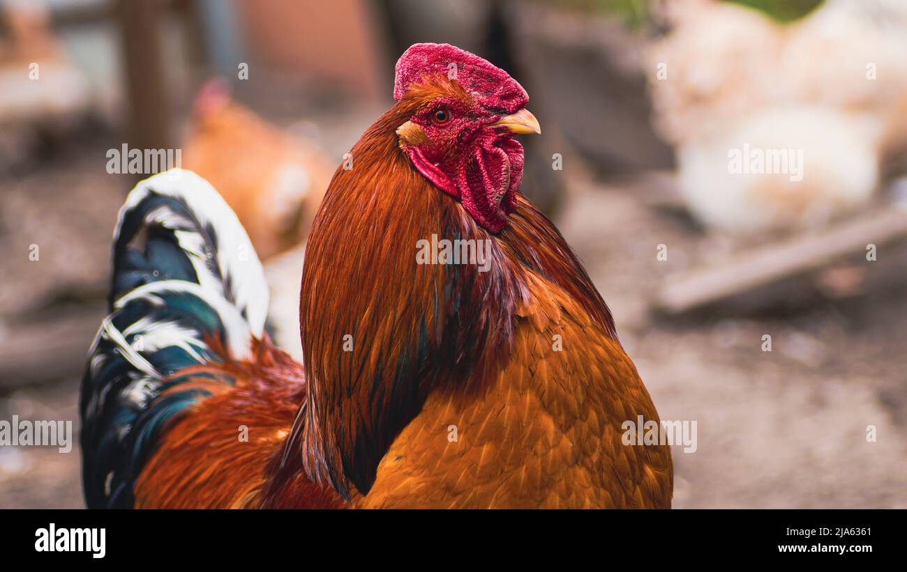 Side view of bright red rooster with brown plumage and pointed beak ...