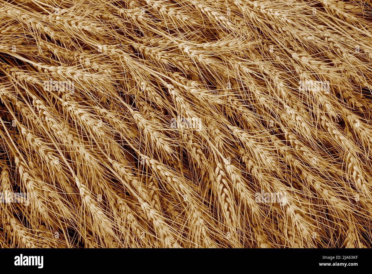 Barley wheat hi-res stock photography and images - Alamy