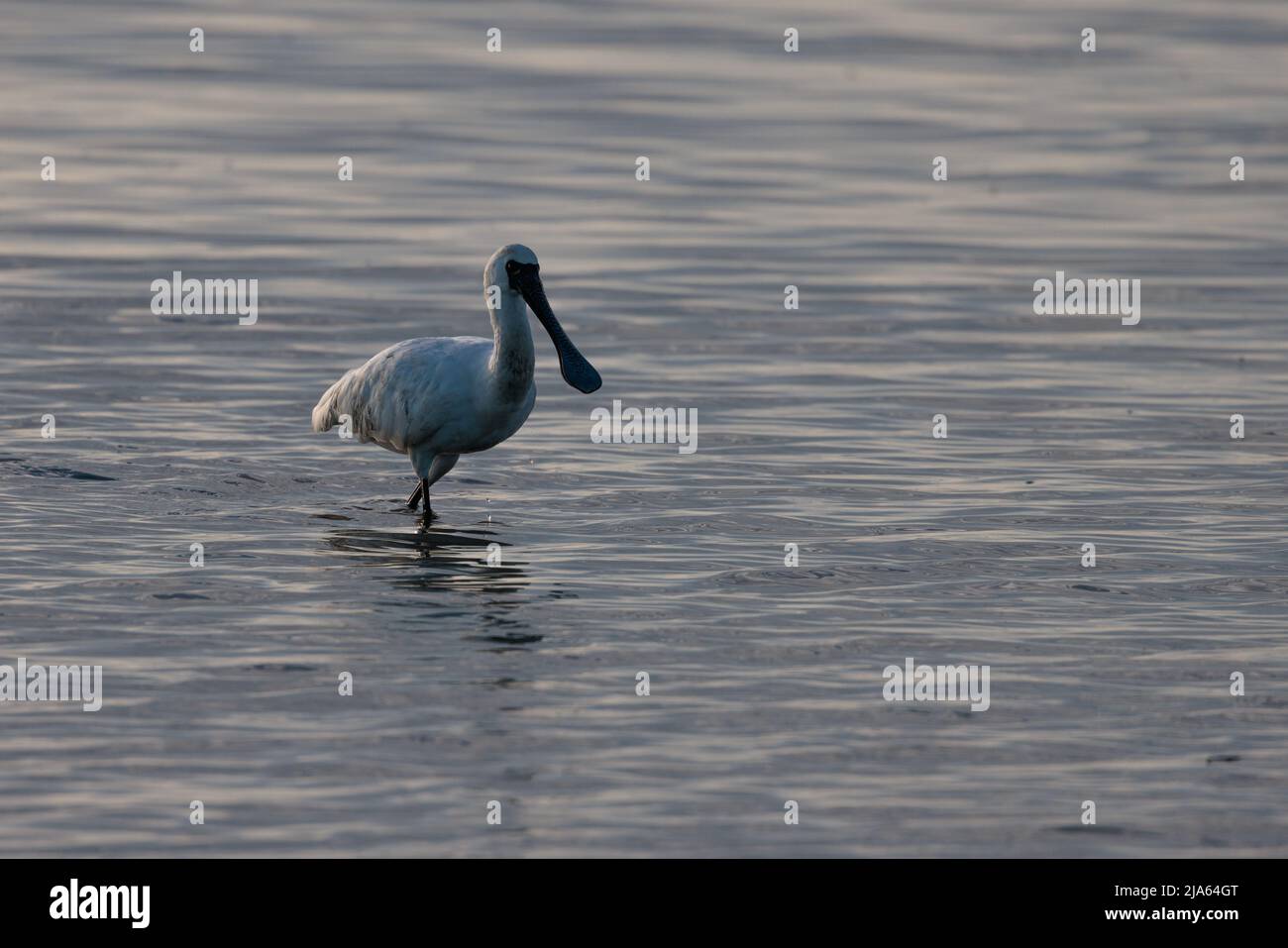 Black faced Spoonbill Stock Photo - Alamy