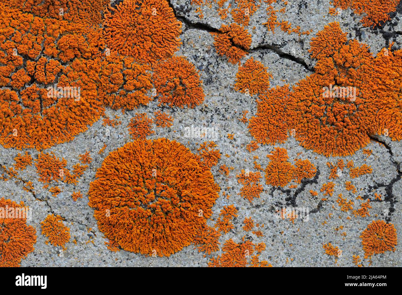 Flame firedot lichen hi-res stock photography and images - Alamy