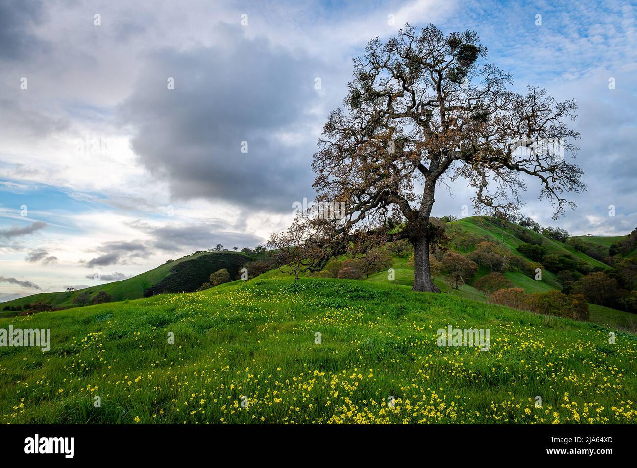 The Hiking Trails of Mount Diablo State Park Stock Photo - Alamy
