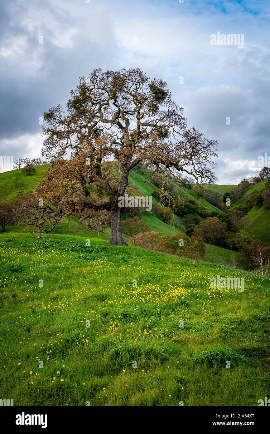 The Hiking Trails of Mount Diablo State Park Stock Photo - Alamy