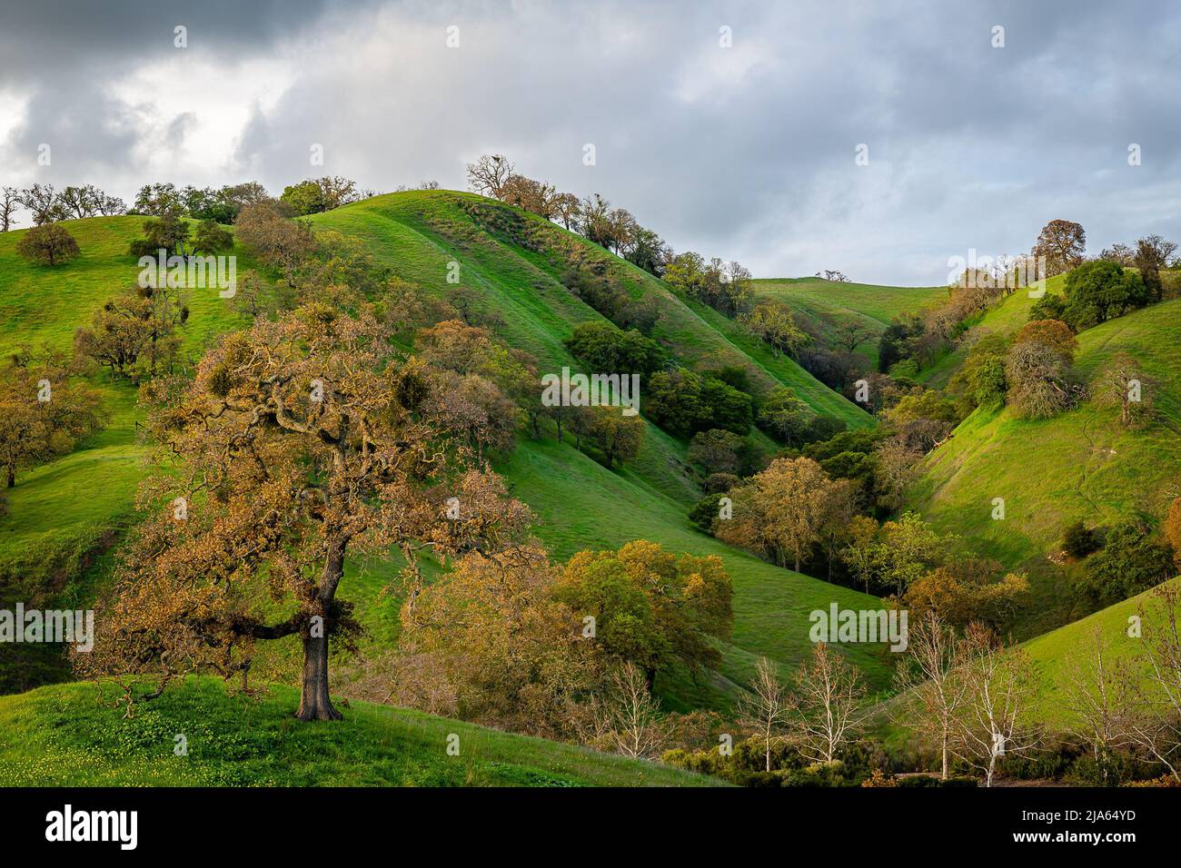 The Hiking Trails of Mount Diablo State Park Stock Photo - Alamy