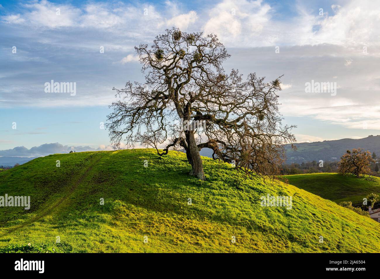 The Hiking Trails of Mount Diablo State Park Stock Photo - Alamy