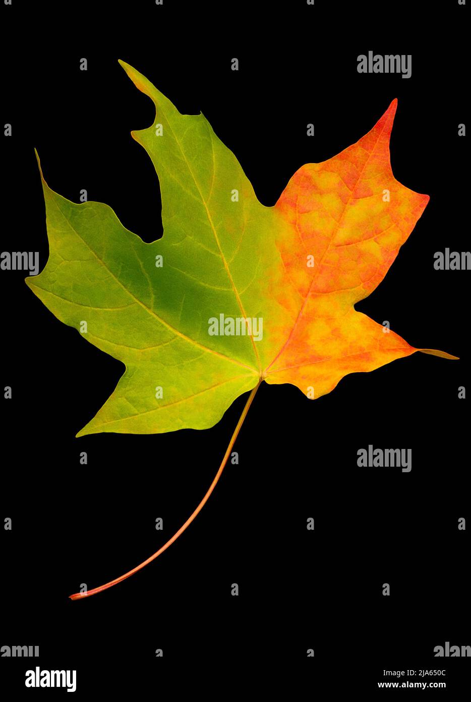 Autimn maple leaf hi-res stock photography and images - Alamy