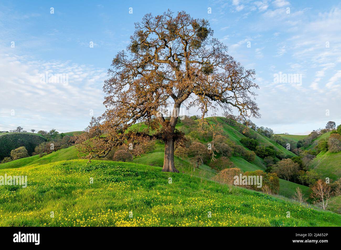 The Hiking Trails of Mount Diablo State Park Stock Photo - Alamy