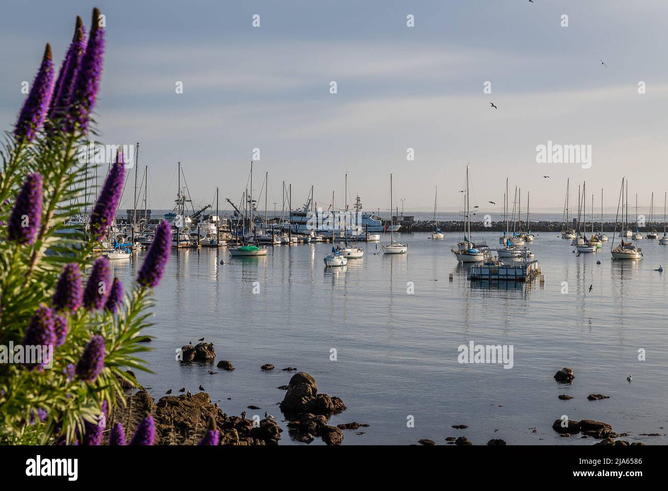 Landmark monterey hi-res stock photography and images - Alamy
