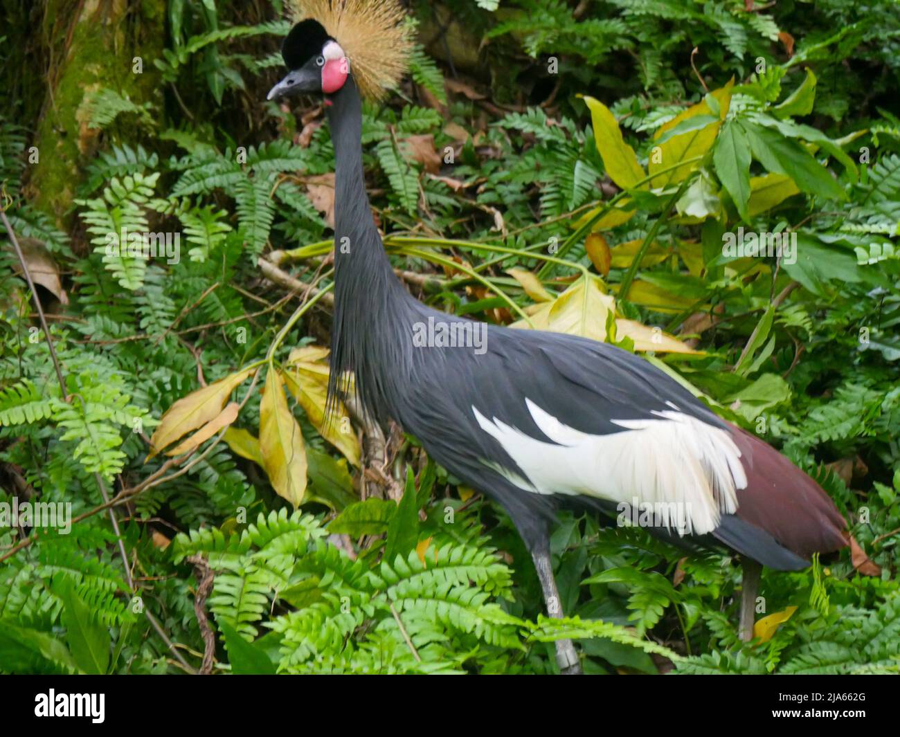 black crowned crane (Balearica pavonina) roaming in Park Stock Photo ...