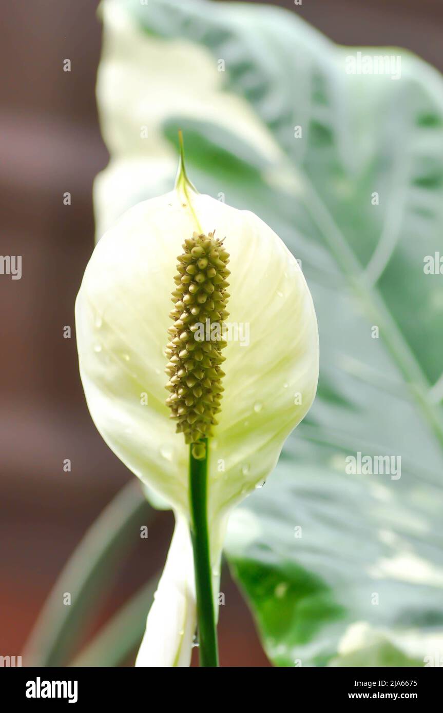 Spathiphyllum, monocotyledonous or Araceae or Spath or Lily Peace with ...
