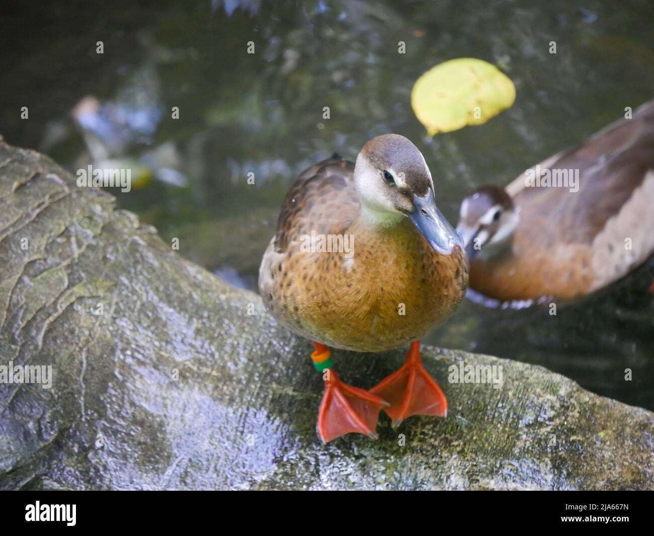 Cute Duck roaming in Park Stock Photo - Alamy