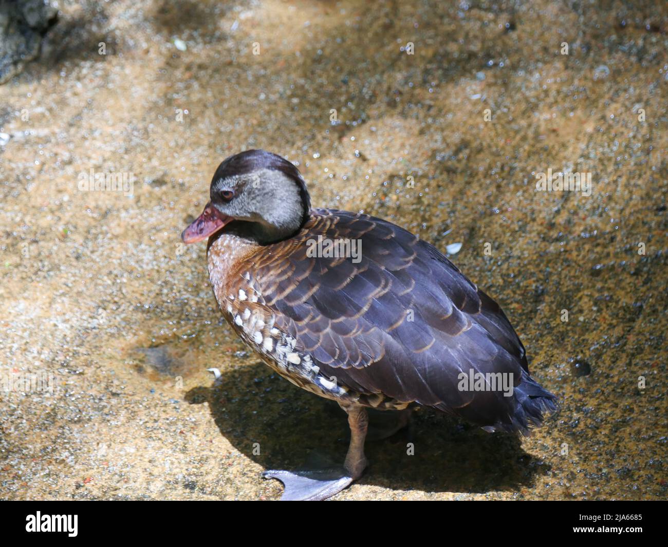Cute Duck roaming in Park Stock Photo - Alamy