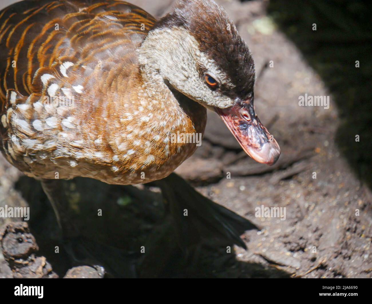 Cute Duck roaming in Park Stock Photo - Alamy