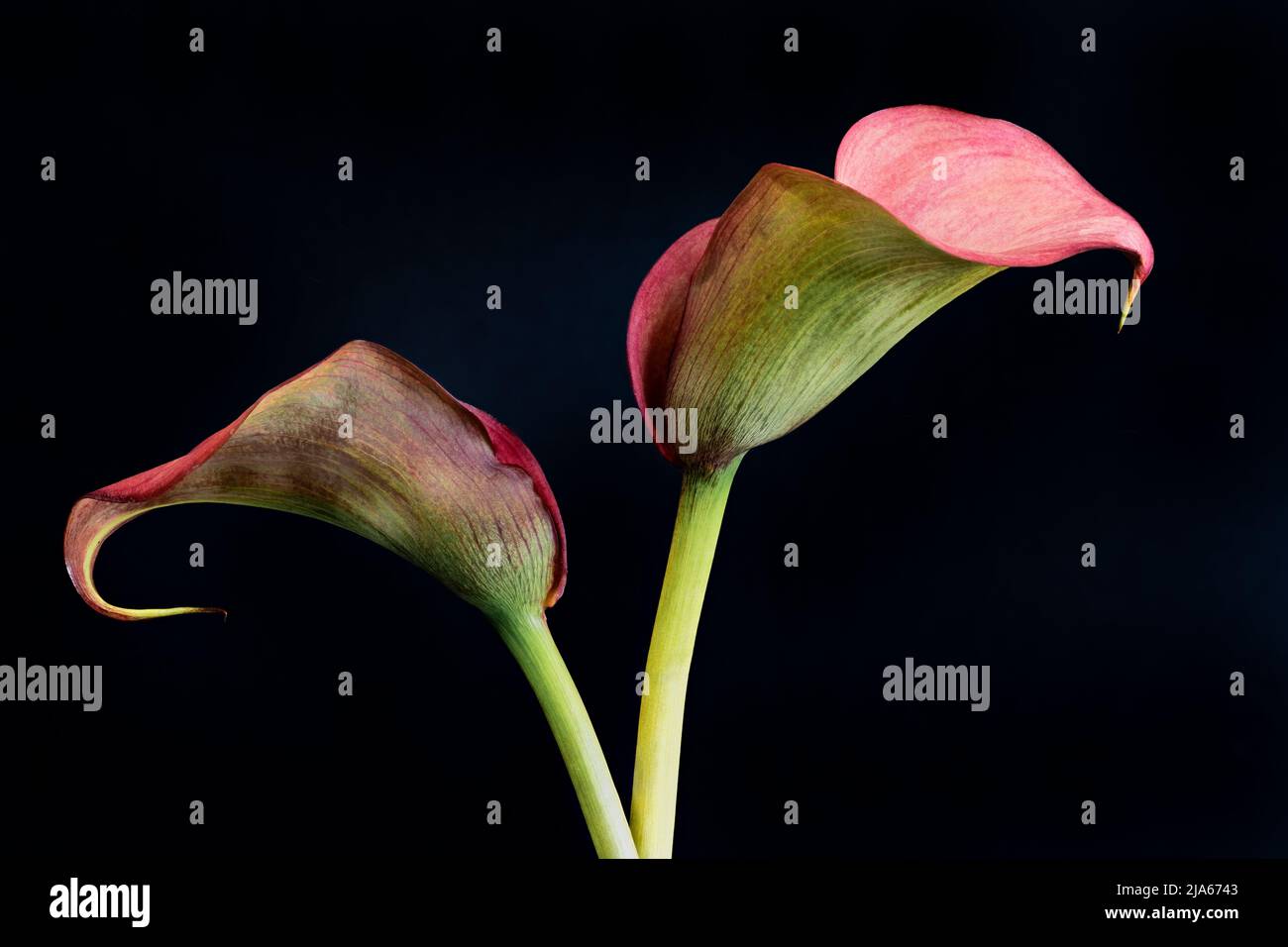 Calla lily flowers hi-res stock photography and images - Alamy