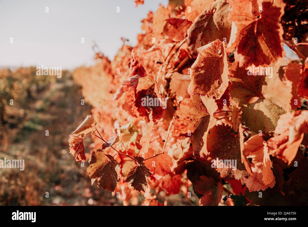 Bright autumn red orange yellow grapevine leaves at vineyard in warm ...