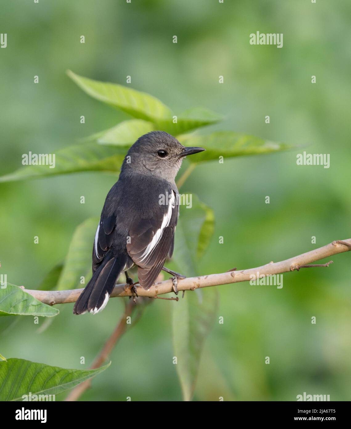 Oriental magpie robin female.The Oriental magpie-robin is a small ...