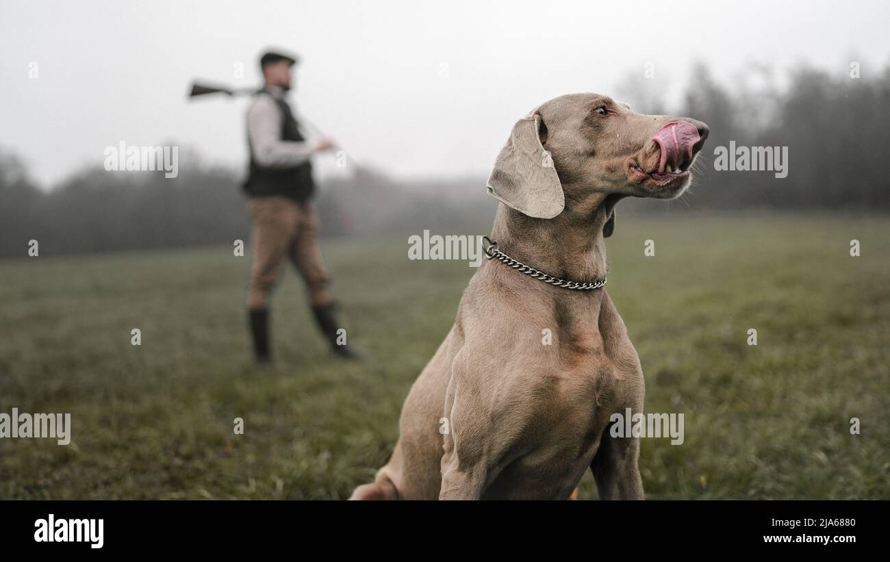 Dog with hunter man on fieldman with dog in traditional shooting ...