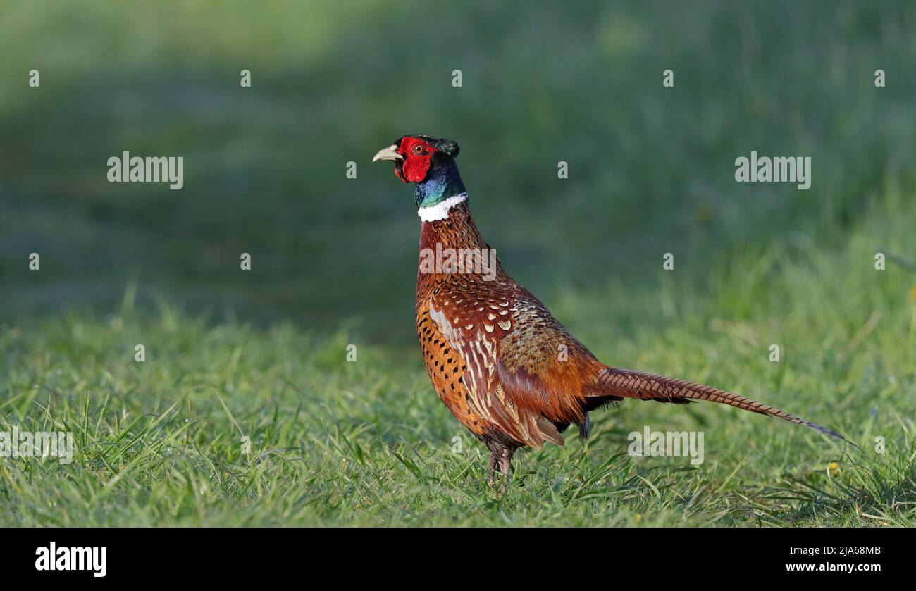 Common pheasant, male standing in green grass Stock Photo - Alamy